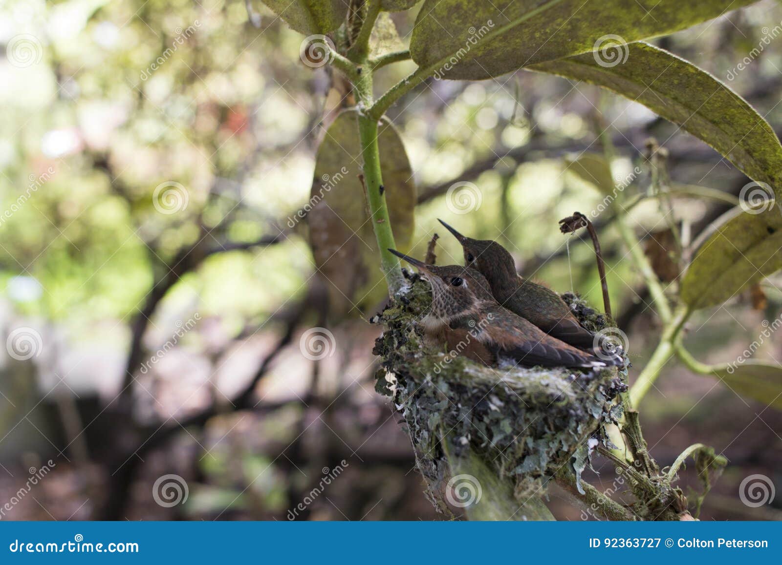 Baby Hummingbirds Nesting stock image. Image of birth - 92363727