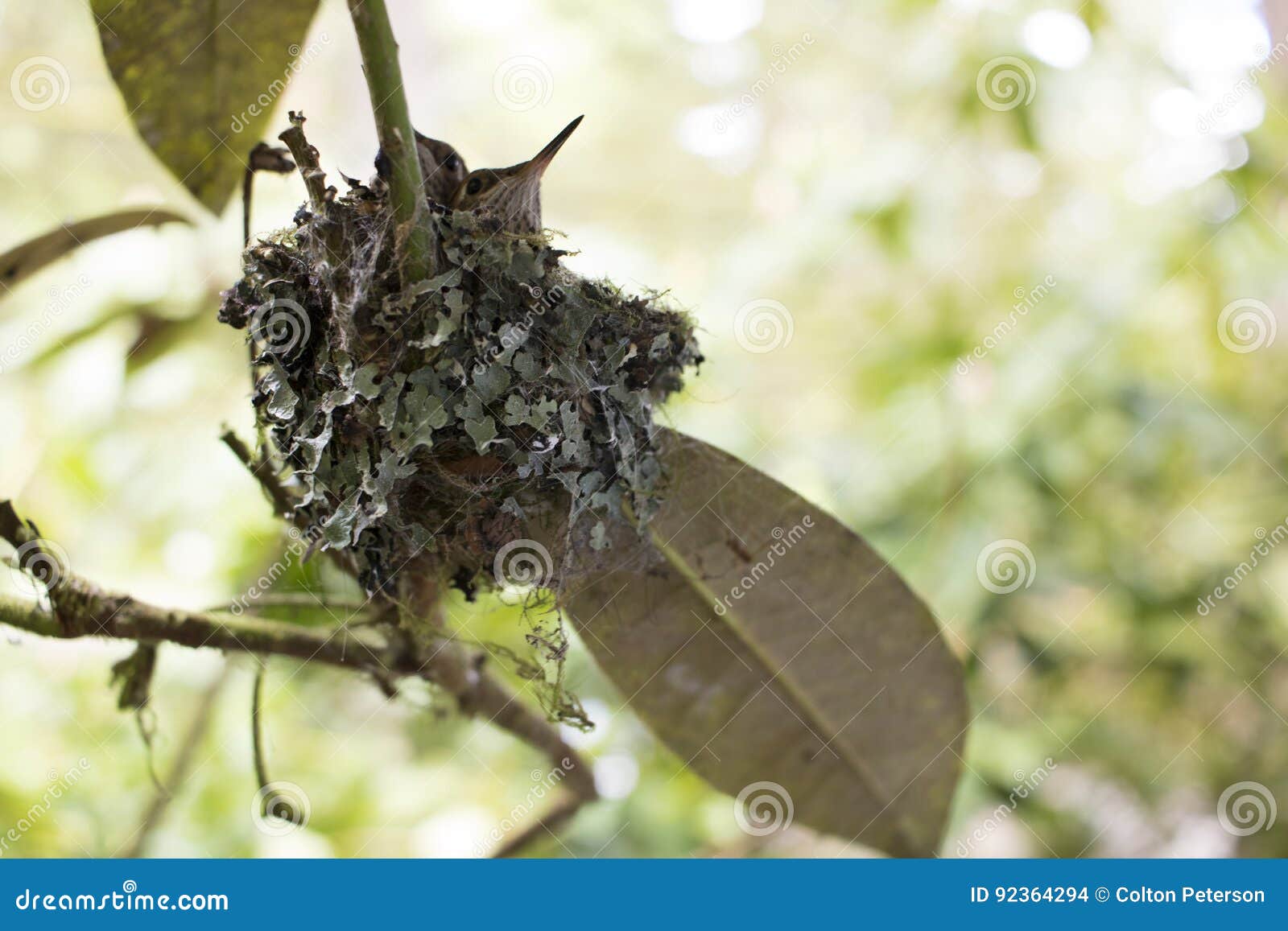 Baby Hummingbirds Nesting stock photo. Image of habitat - 92364294