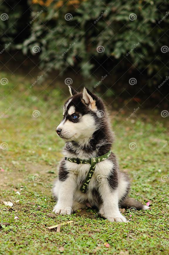 Baby Husky stock image. Image of beautiful, arctic, siberia - 8547729