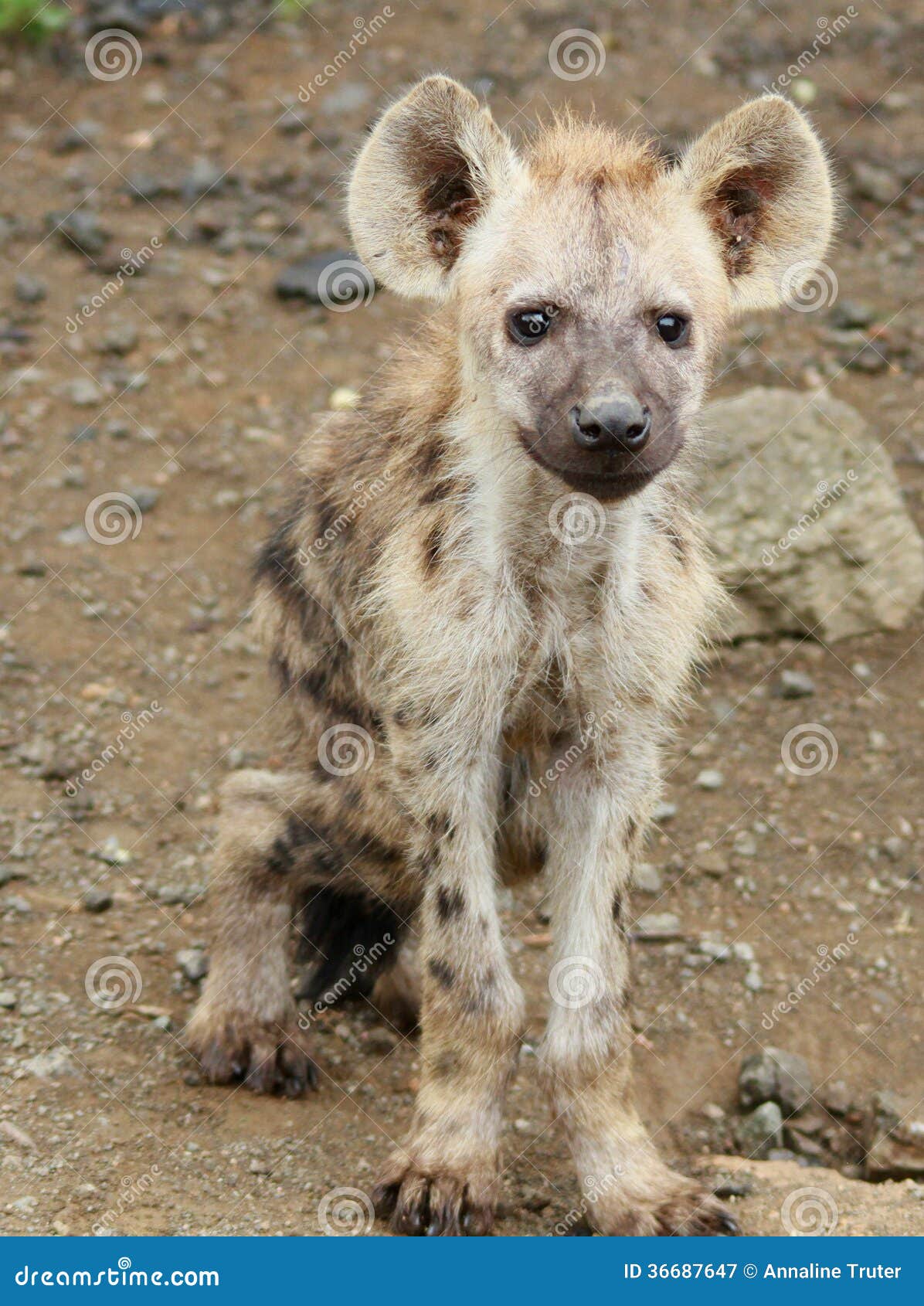 Baby Hyena