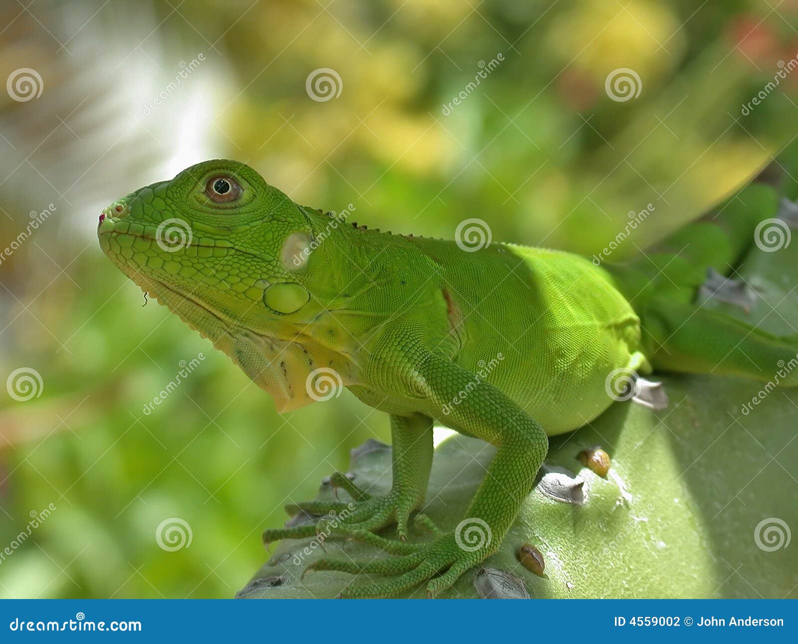 Baby iguana stock photo. Image of iguana, reptile, animal - 4559002
