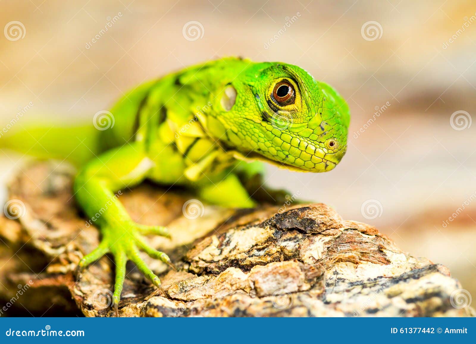 Baby Iguana Close Up stock photo. Image of ecuador, dragon - 61377442