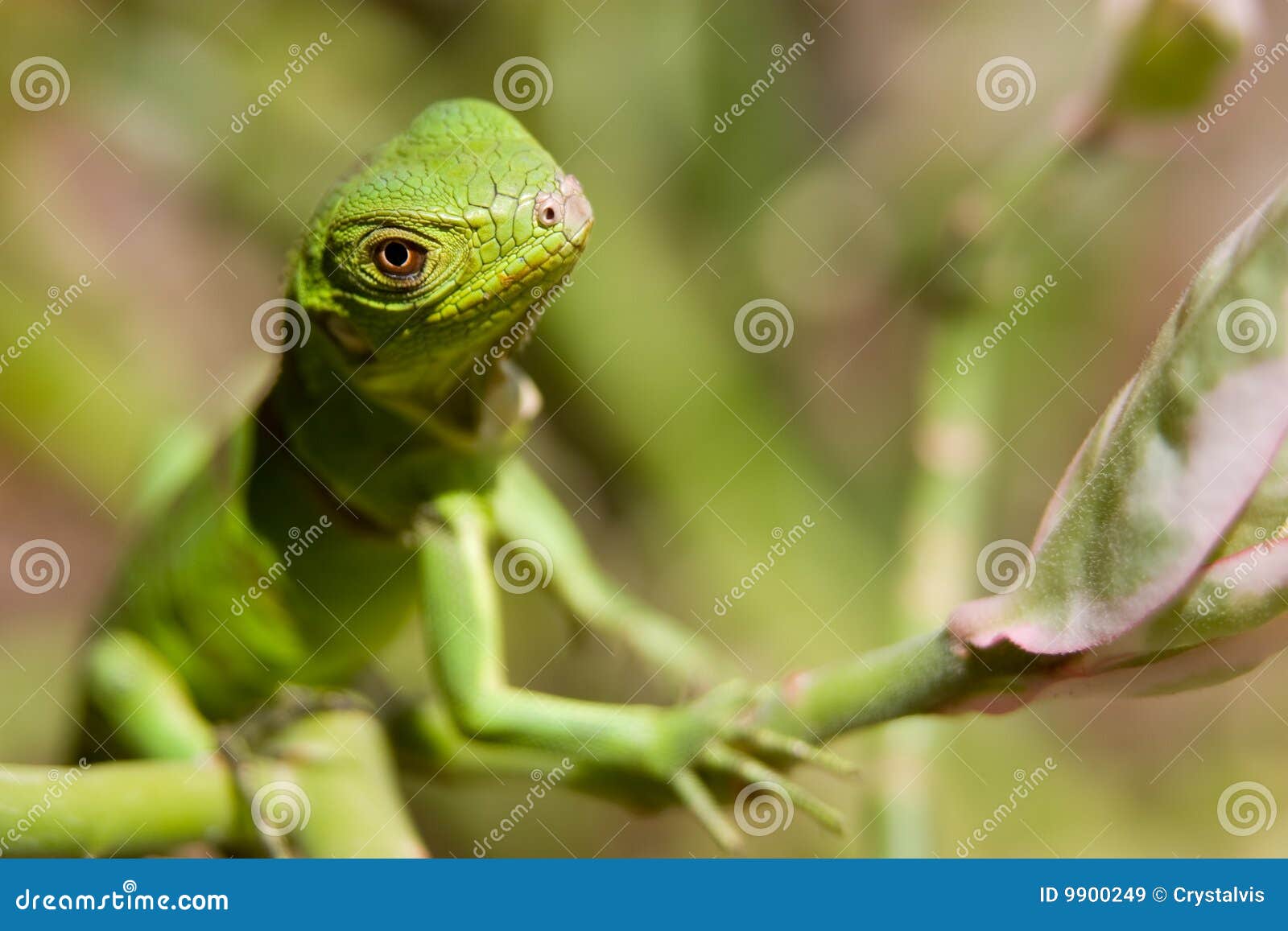 Baby Iguana looking stock image. Image of island, bonaire - 9900249
