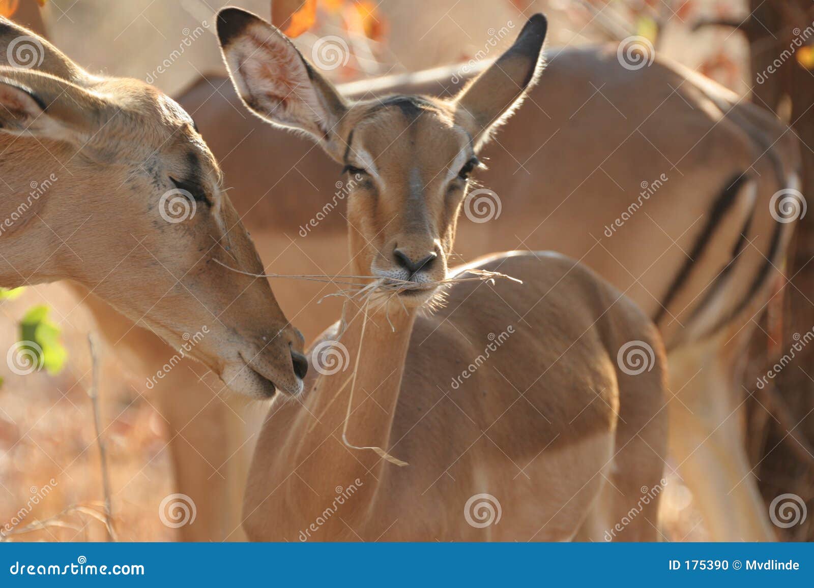 Baby Impala stock photo. Image of impala, national, rooibok - 175390