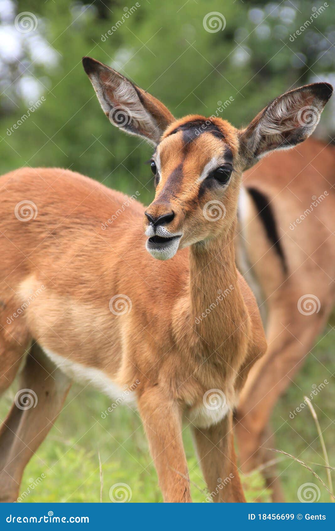 Baby impala stock image. Image of watch, family, green - 18456699