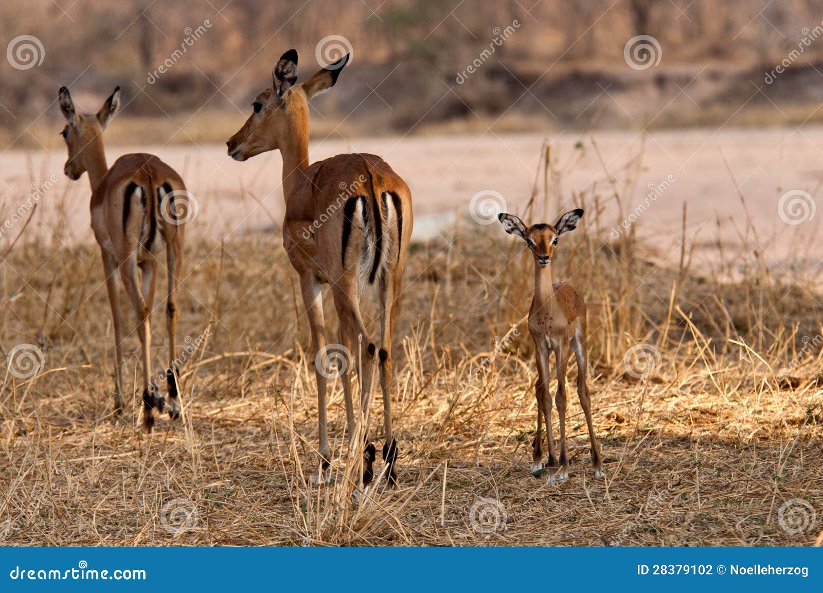 Baby Impala stock photo. Image of antelope, savannah - 28379102