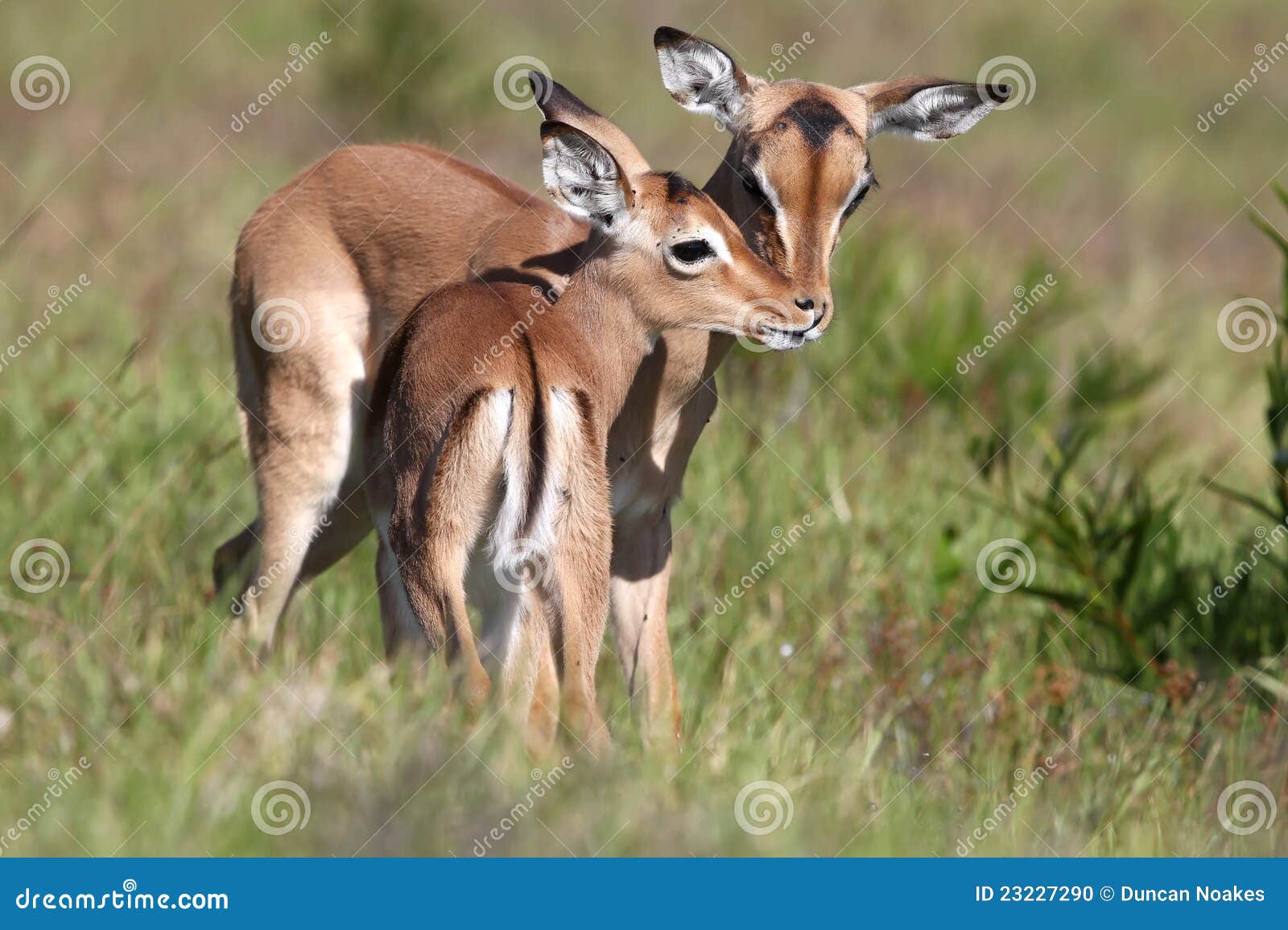 Baby Impala