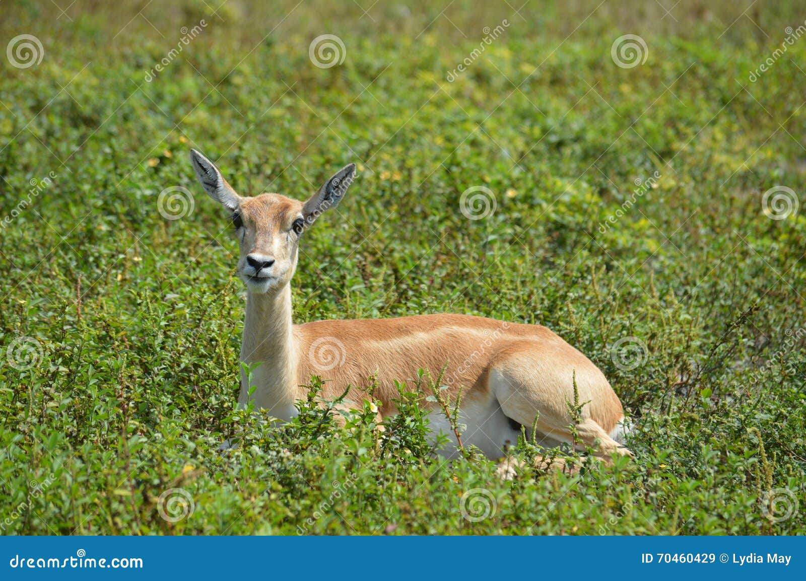Baby impala stock image. Image of impala, ears, animal - 70460429