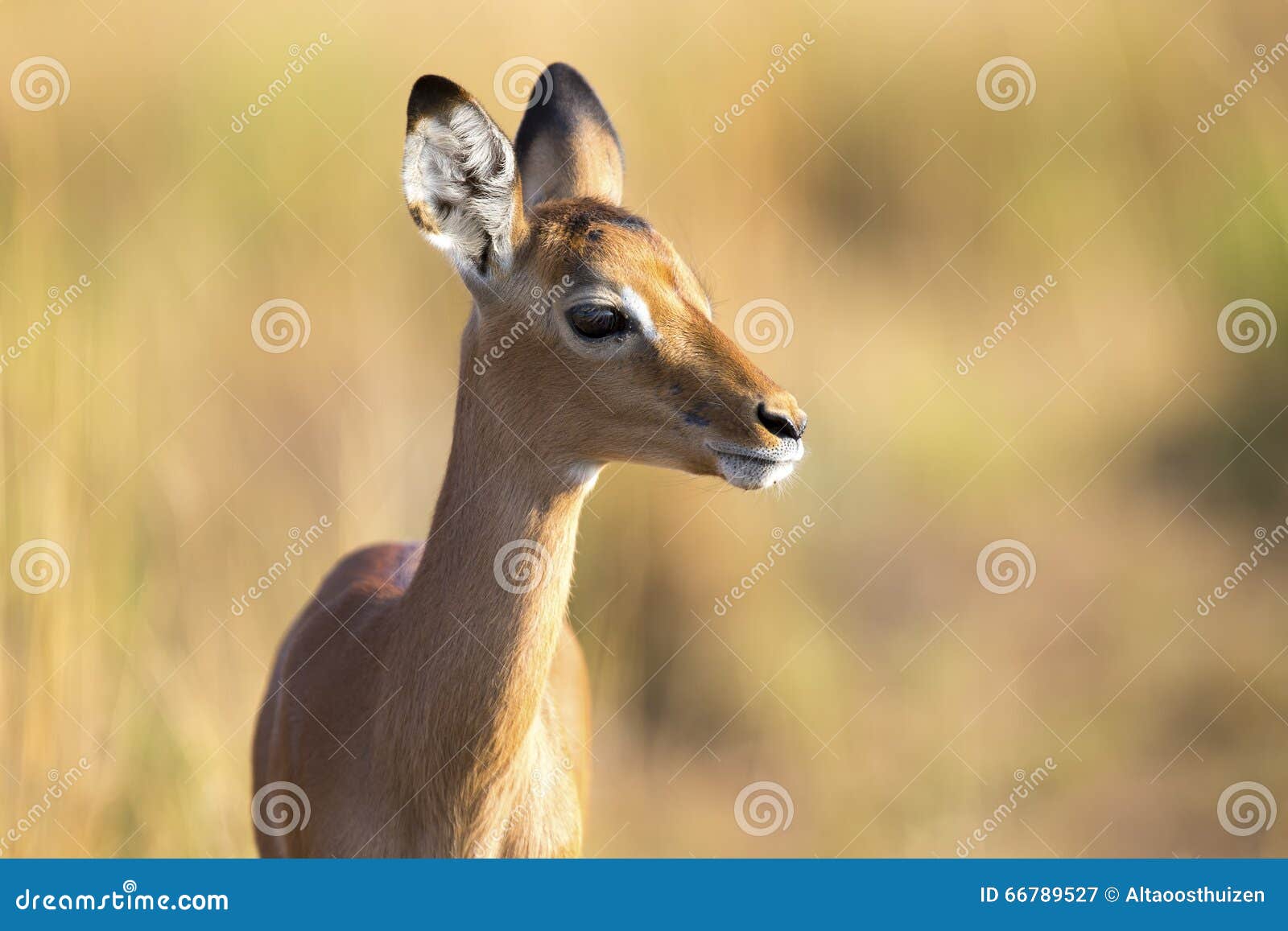 Baby Impala Looking Alert To Avoid Predators Stock Image - Image of ...