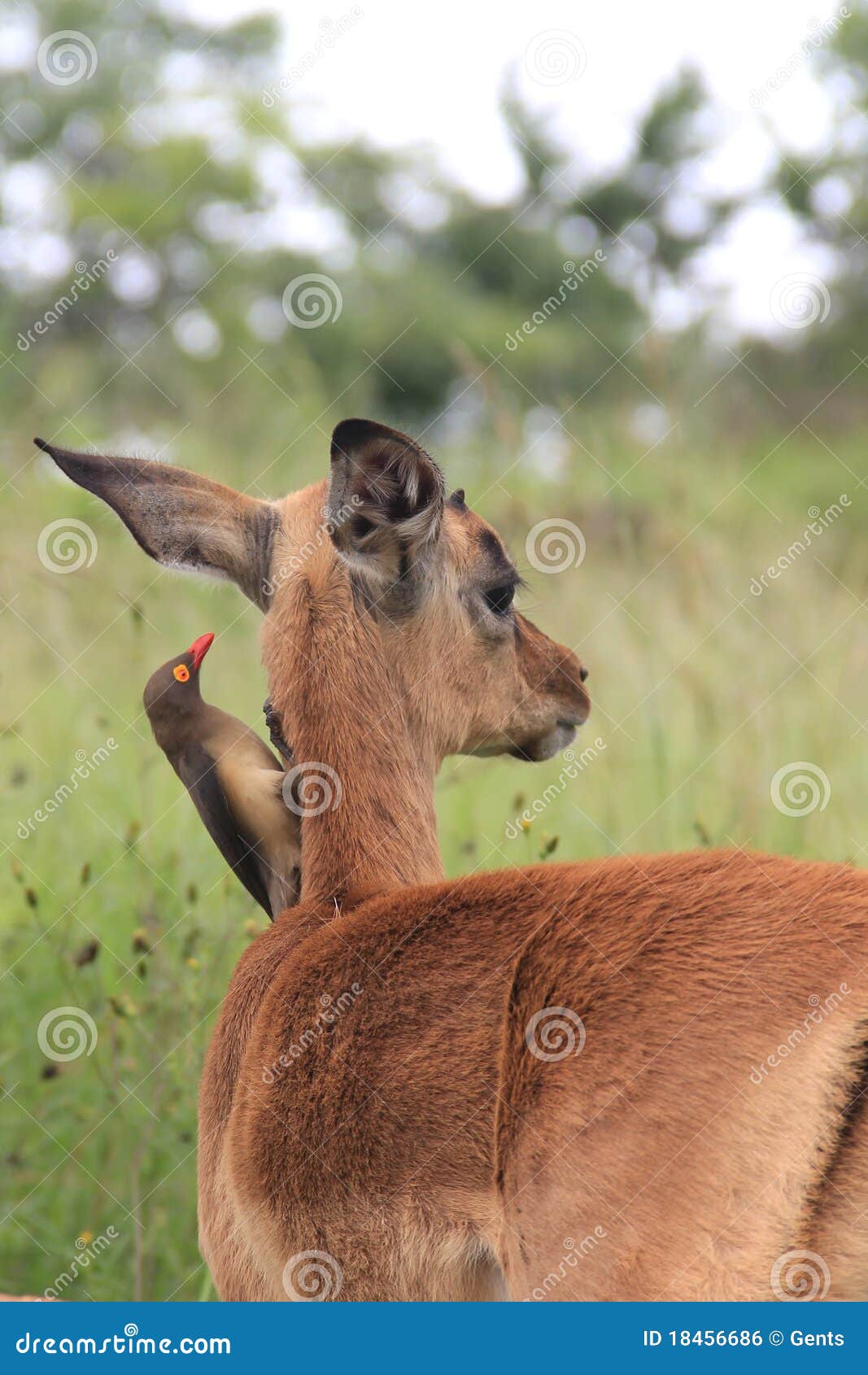 Baby Impala with Oxpecker Bird Stock Photo - Image of nature, neck ...