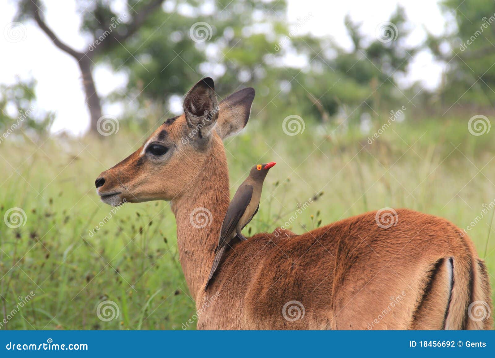 Baby Impala And Oxpecker Bird Stock Photo - Image of green, leaves ...