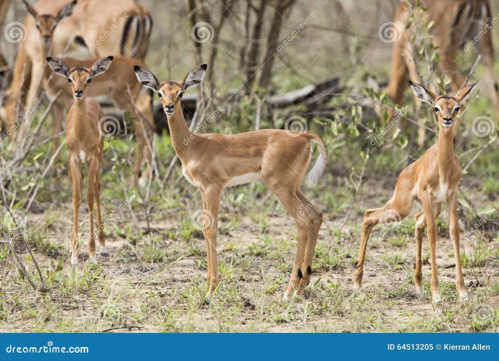 Baby Impala in South Africa Stock Image - Image of portrait, sunrise ...