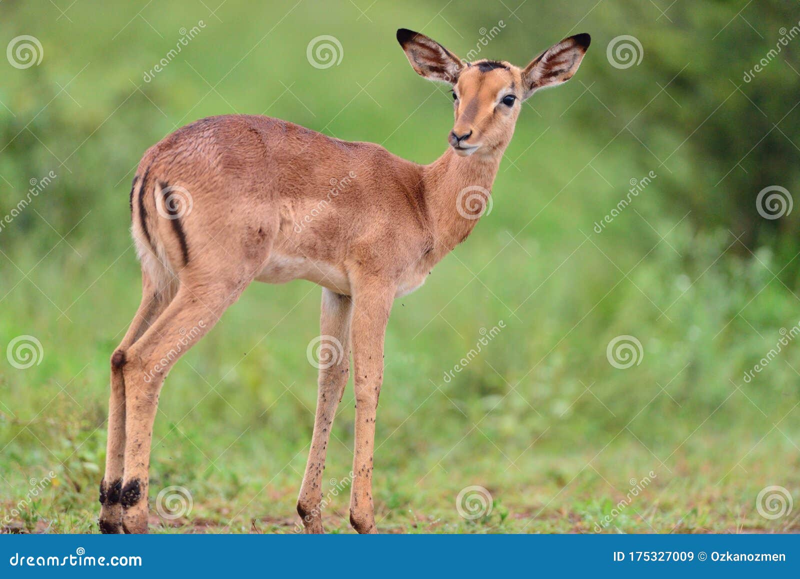 Baby Impala in the Wilderness Stock Image - Image of hoofed, baby ...
