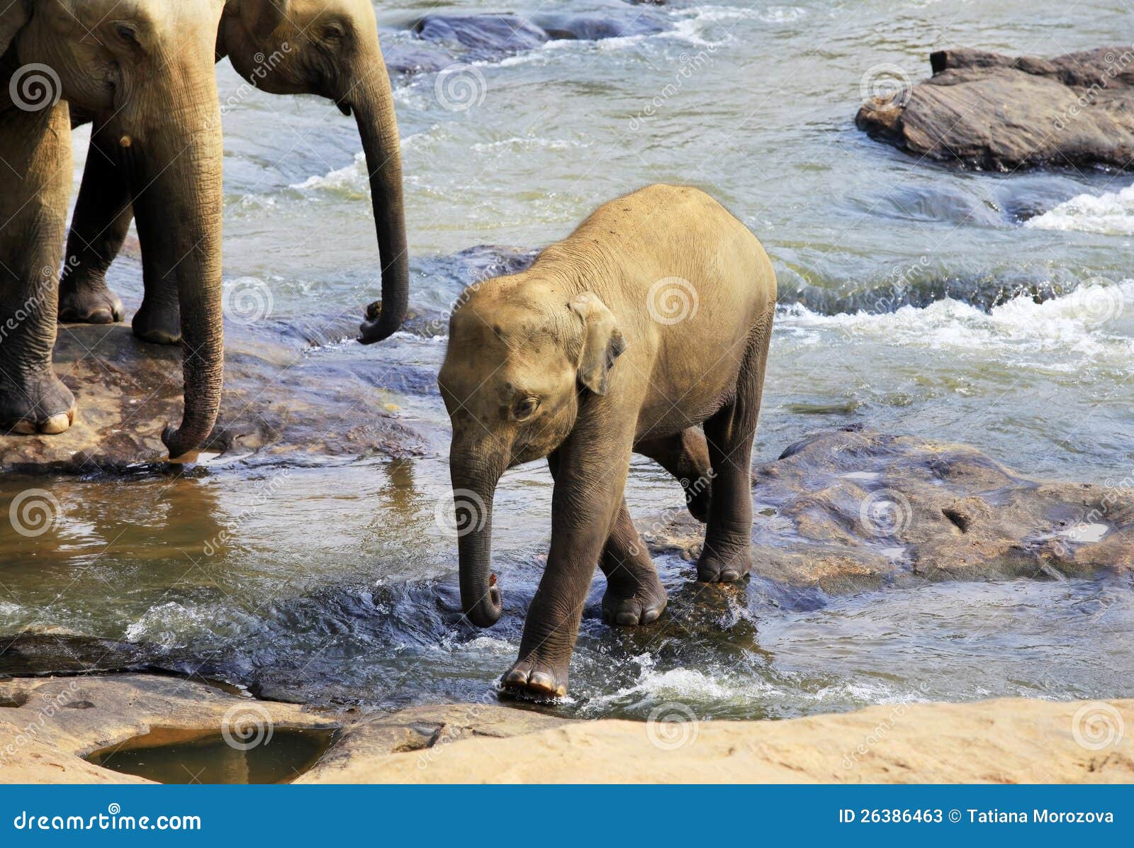 Baby Indian elephant stock image. Image of front, babe - 26386463