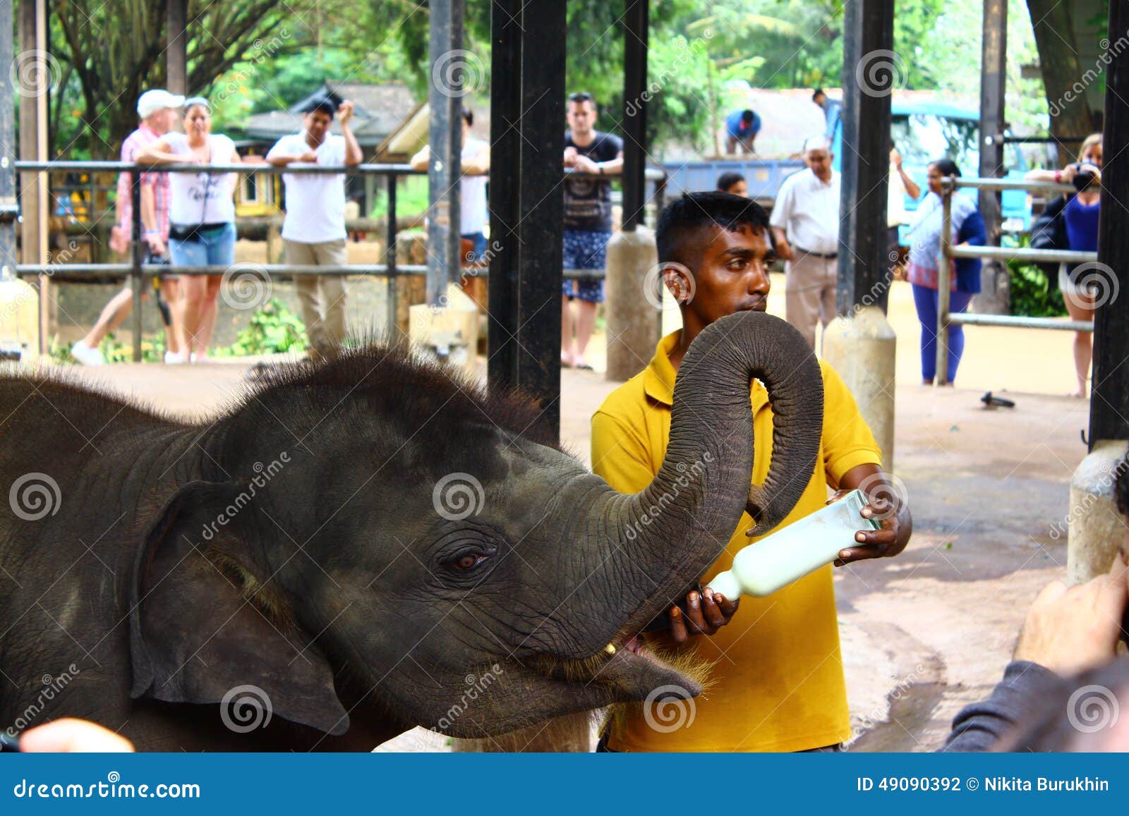 Baby Indian Elephant Fed Milk Editorial Photography - Image of journey ...