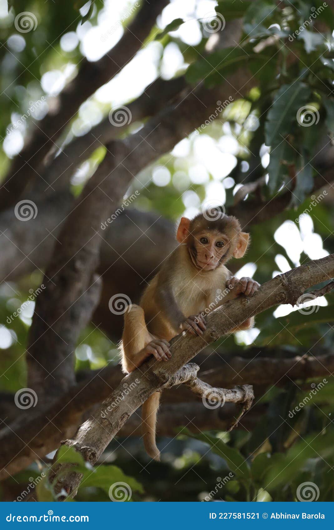 A Baby Indian Monkey Looking Perplexed at the Camera Stock Image ...