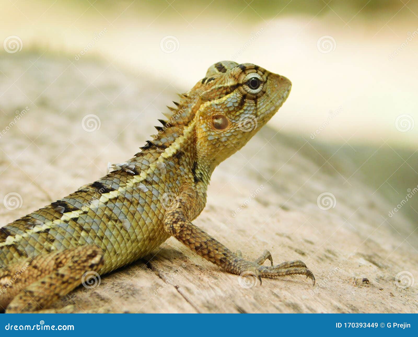 Baby Indian Oriental Garden Lizard On A Tree Stock Image ...
