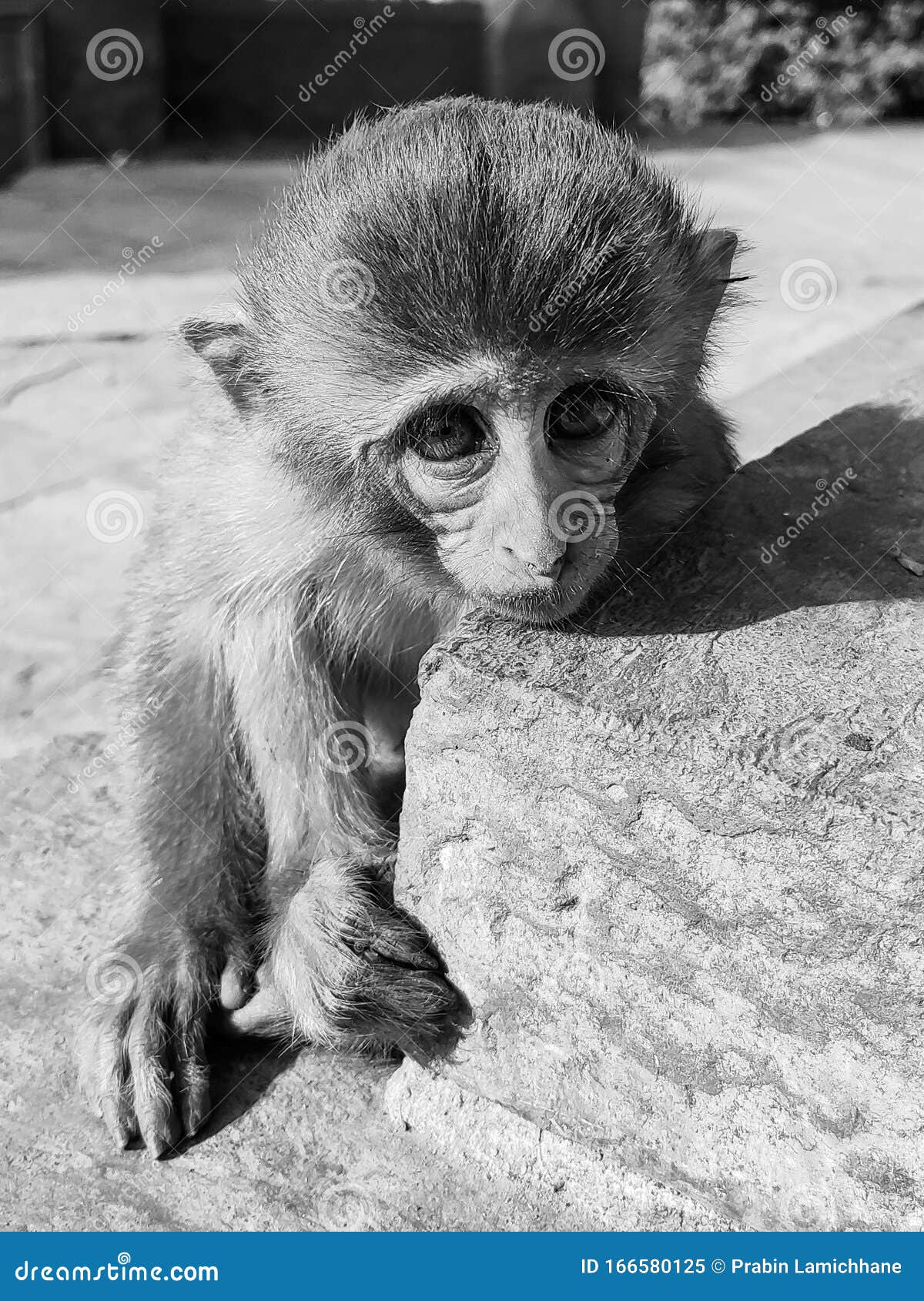 Baby Innocent Monkey Looking Curiously. Stock Image - Image of ...