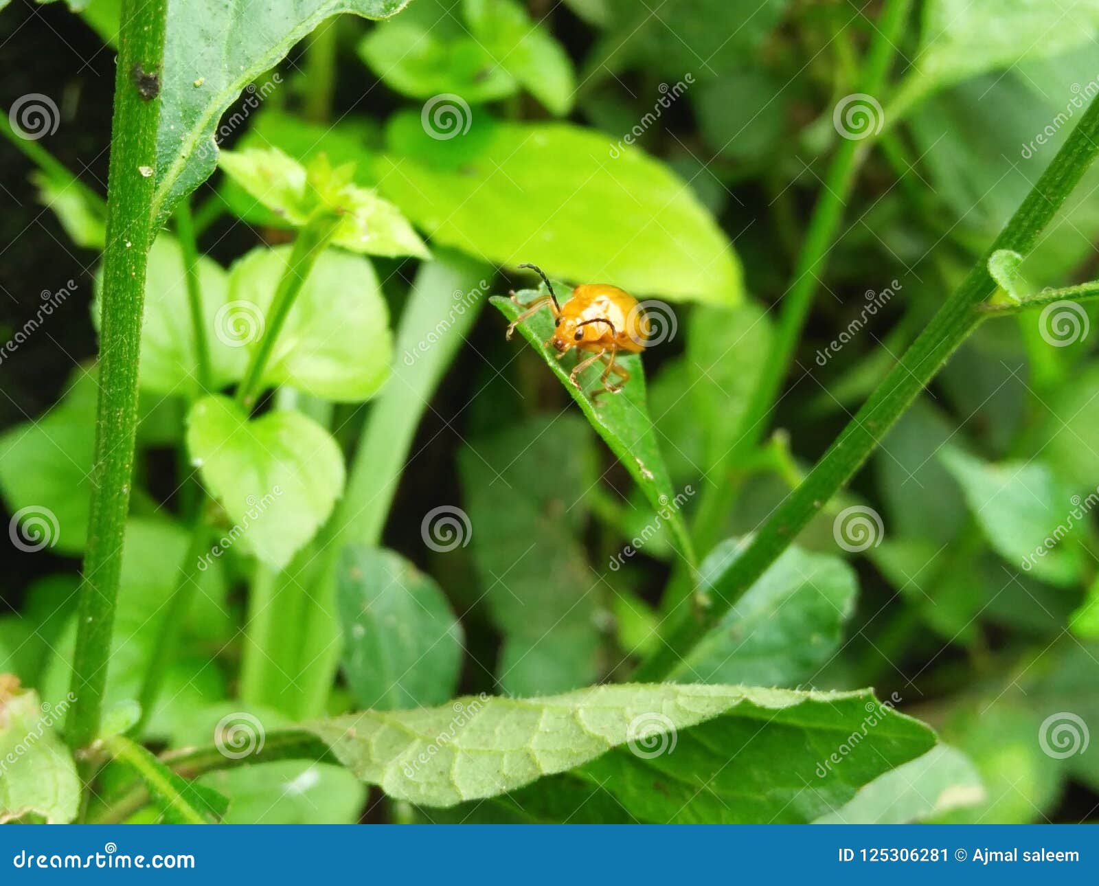 Baby Insect stock image. Image of insect, bird, small - 125306281