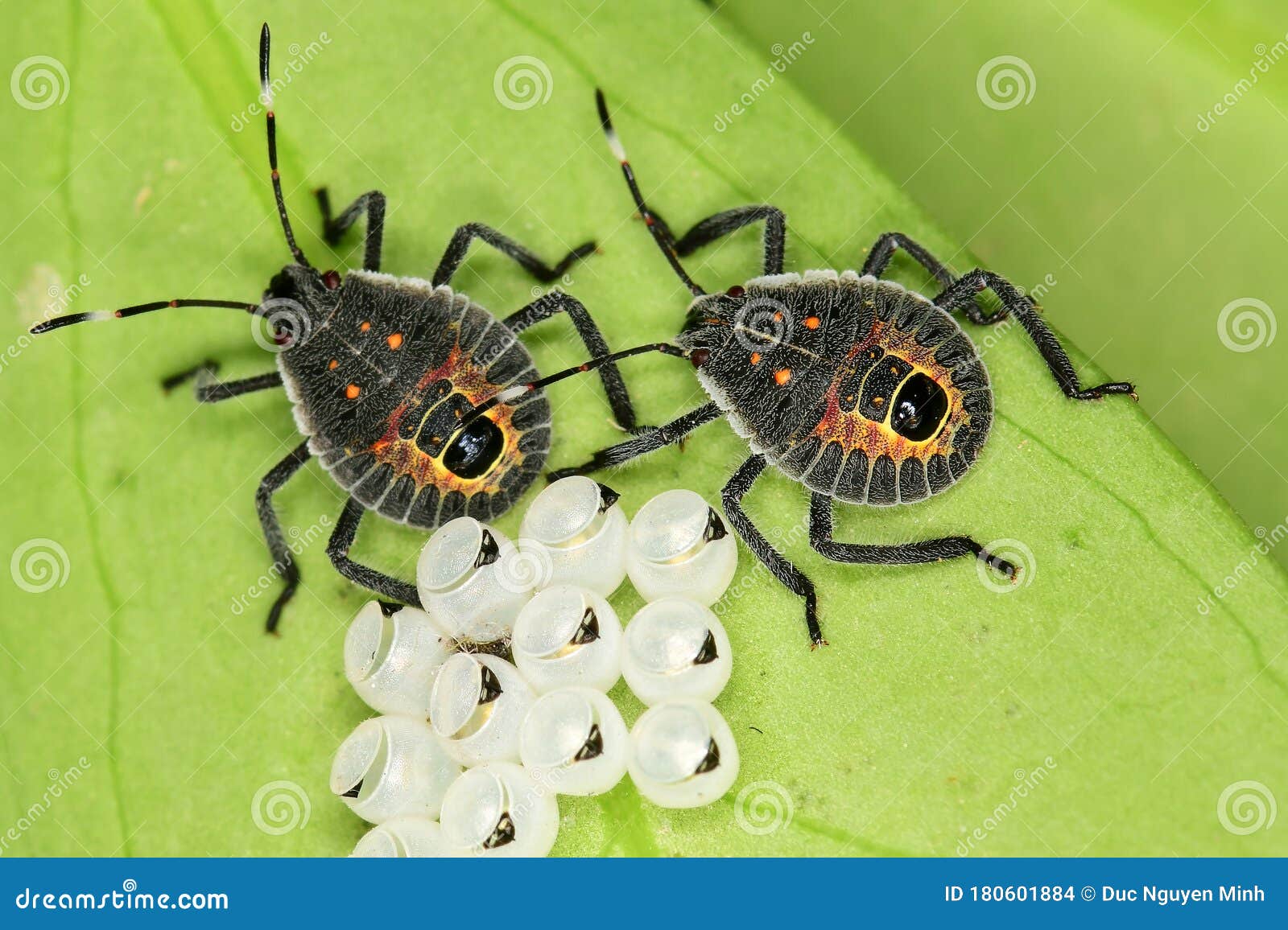 Baby Insects Pattern. Vector Cute Bugs Cartoon Repeat Background On A ...