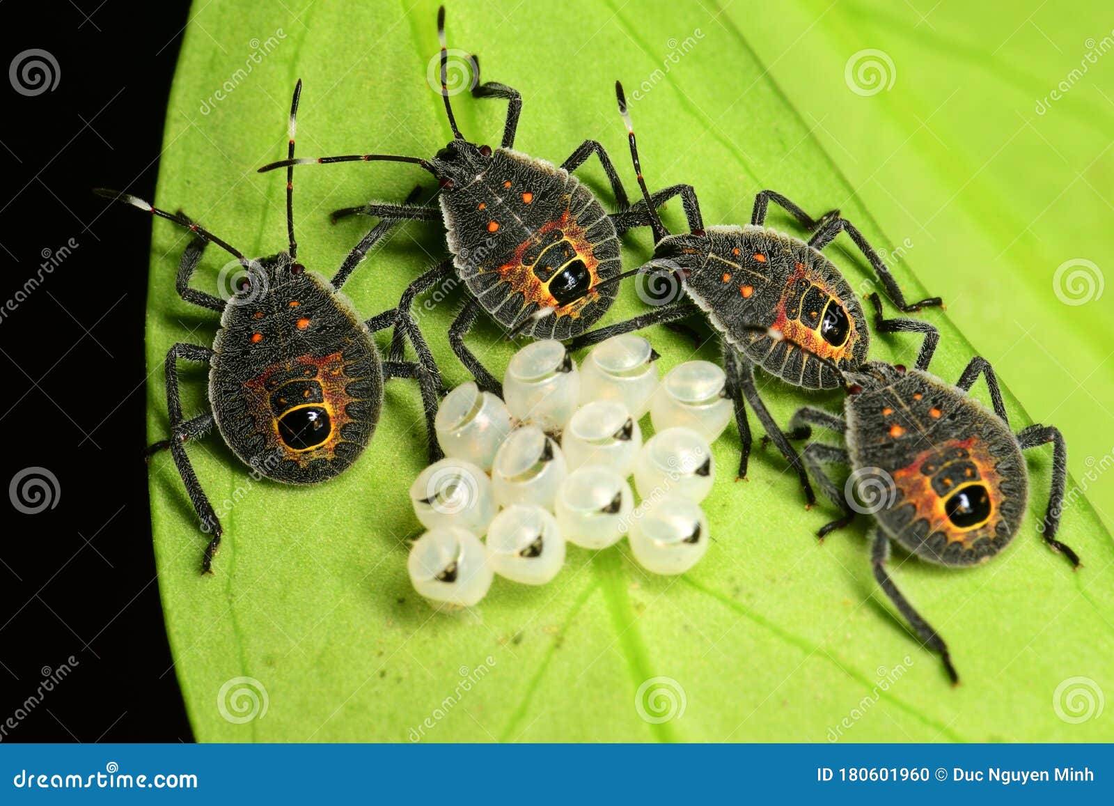 Baby Insects Pattern. Vector Cute Bugs Cartoon Repeat Background On A ...