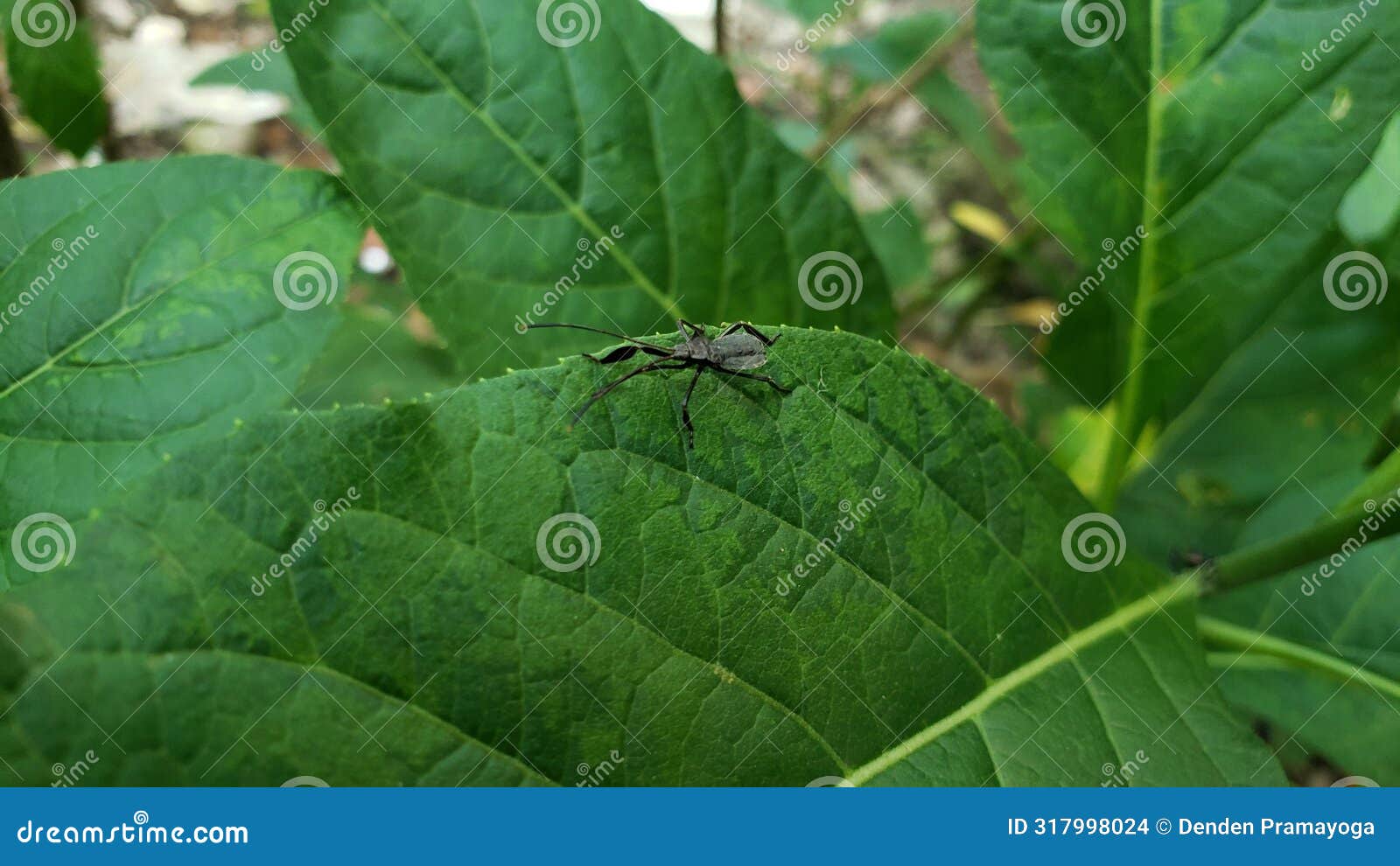 Baby Insects Pattern. Vector Cute Bugs Cartoon Repeat Background On A ...