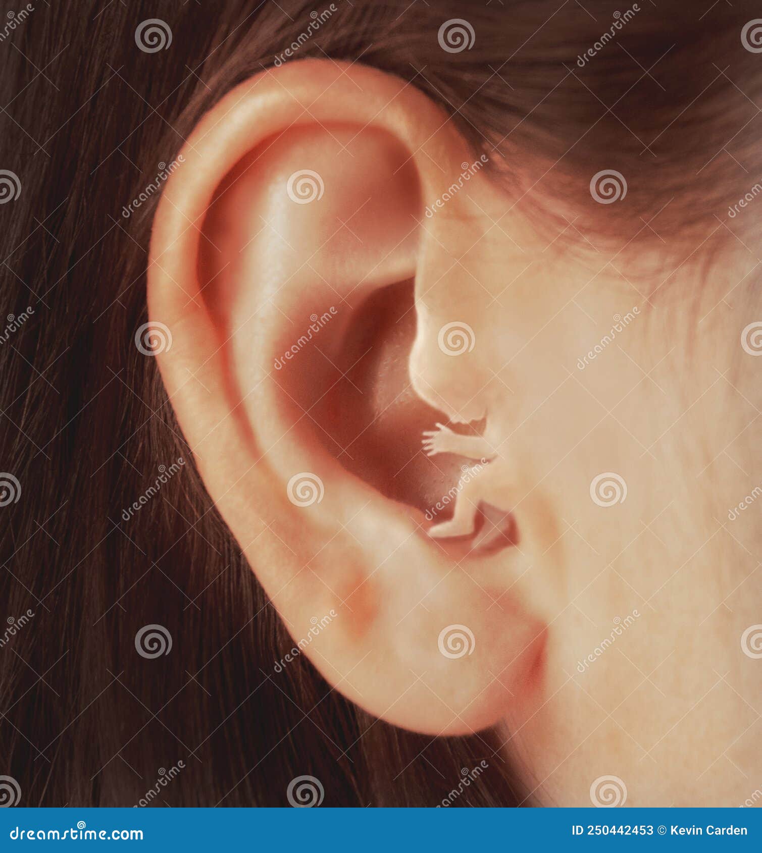 Baby inside an ear stock image. Image of creative, baby - 250442453