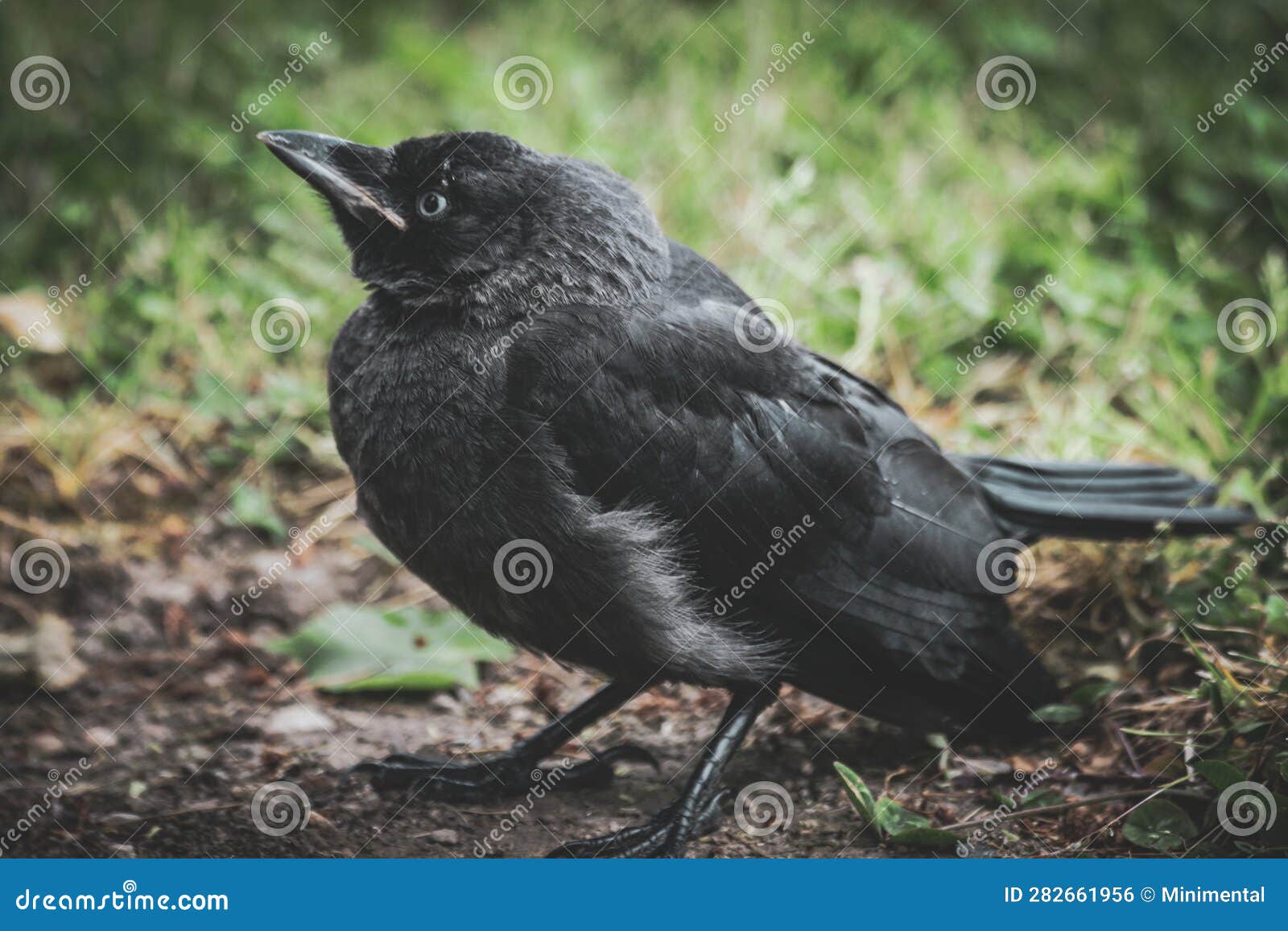 Baby jack daw stock photo. Image of nature, branch, seabird - 282661956