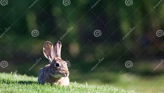 Baby Jack Rabbit stock photo. Image of rabbit, wildlife - 15202450