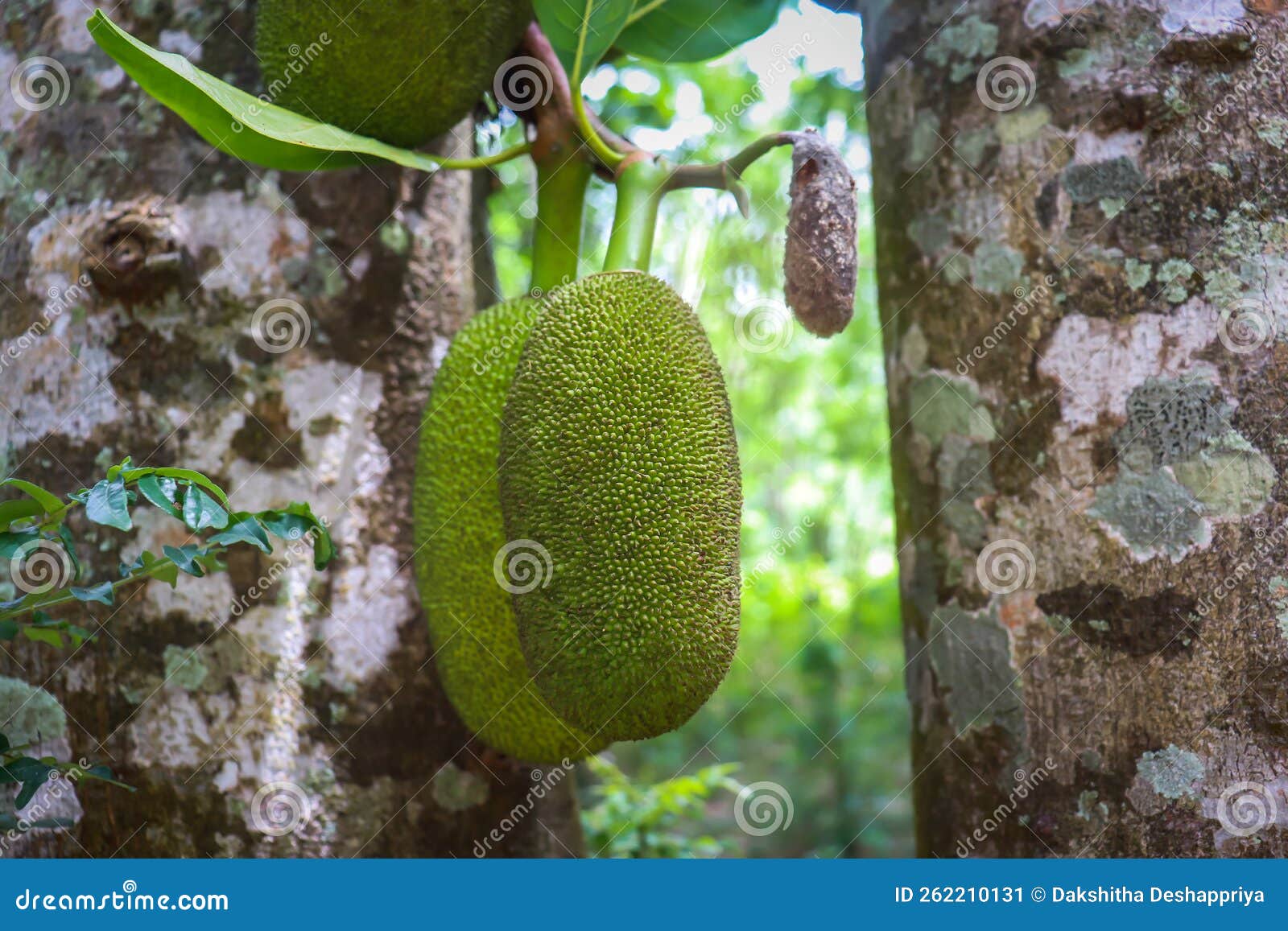 Baby Jackfruit in the Forest Stock Image - Image of healthy, leaf ...