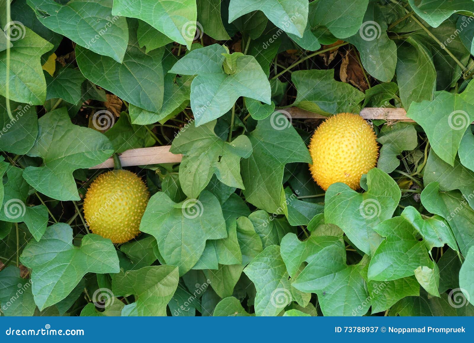 Baby jackfruit tree gac stock image. Image of organic - 73788937