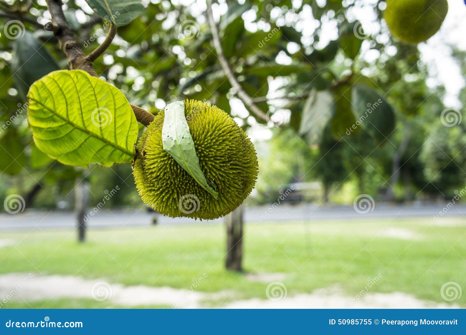 Baby Jackfruit Tree Plant Concept Stock Image - Image of fruit, sweet ...