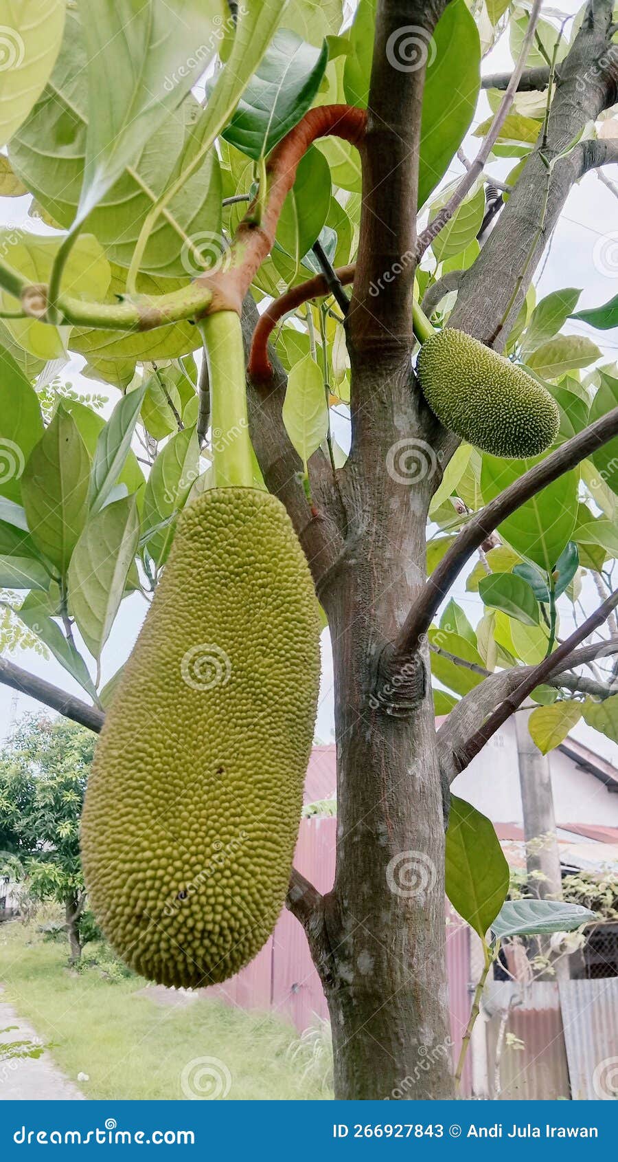 Baby Jackfruit Waiting for the Process of Growth and Development To Be ...