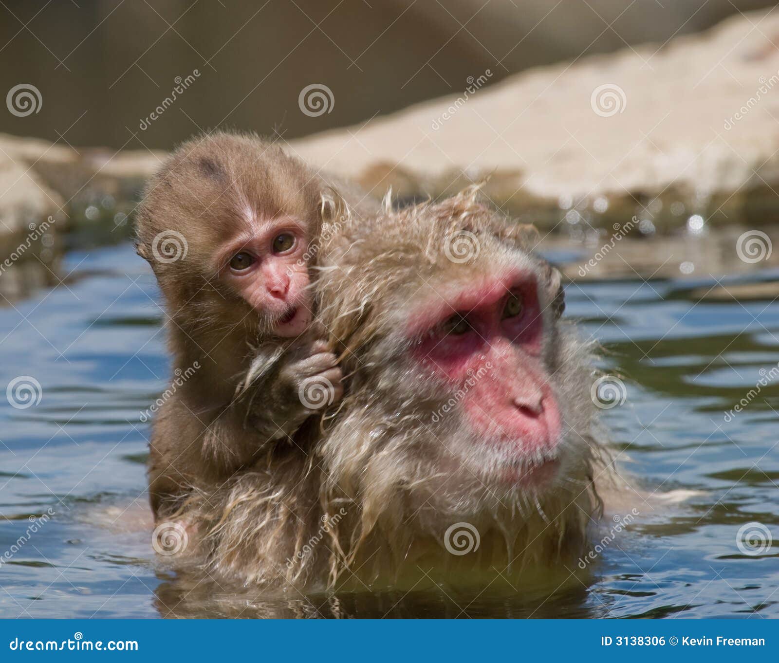 Monkey Clings Stock Photos - Free & Royalty-Free Stock Photos from ...