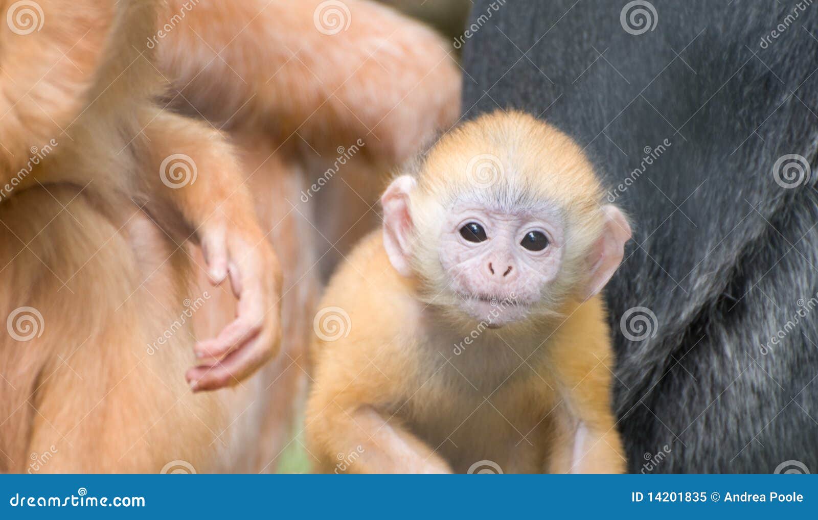 Baby Javan Langur Monkey stock image. Image of park, wildlife - 14201835