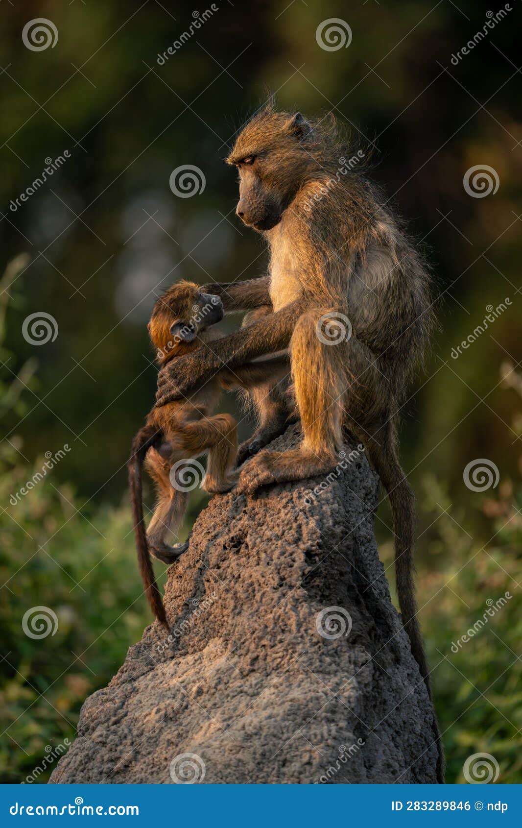 Baby Joins Chacma Baboon on Termite Mound Stock Photo - Image of lodge ...