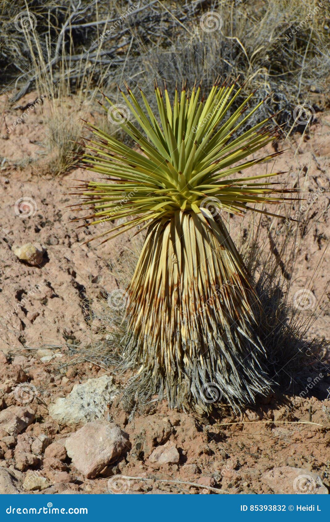 Baby Joshua Tree stock photo. Image of tree, baby, beautiful - 85393832