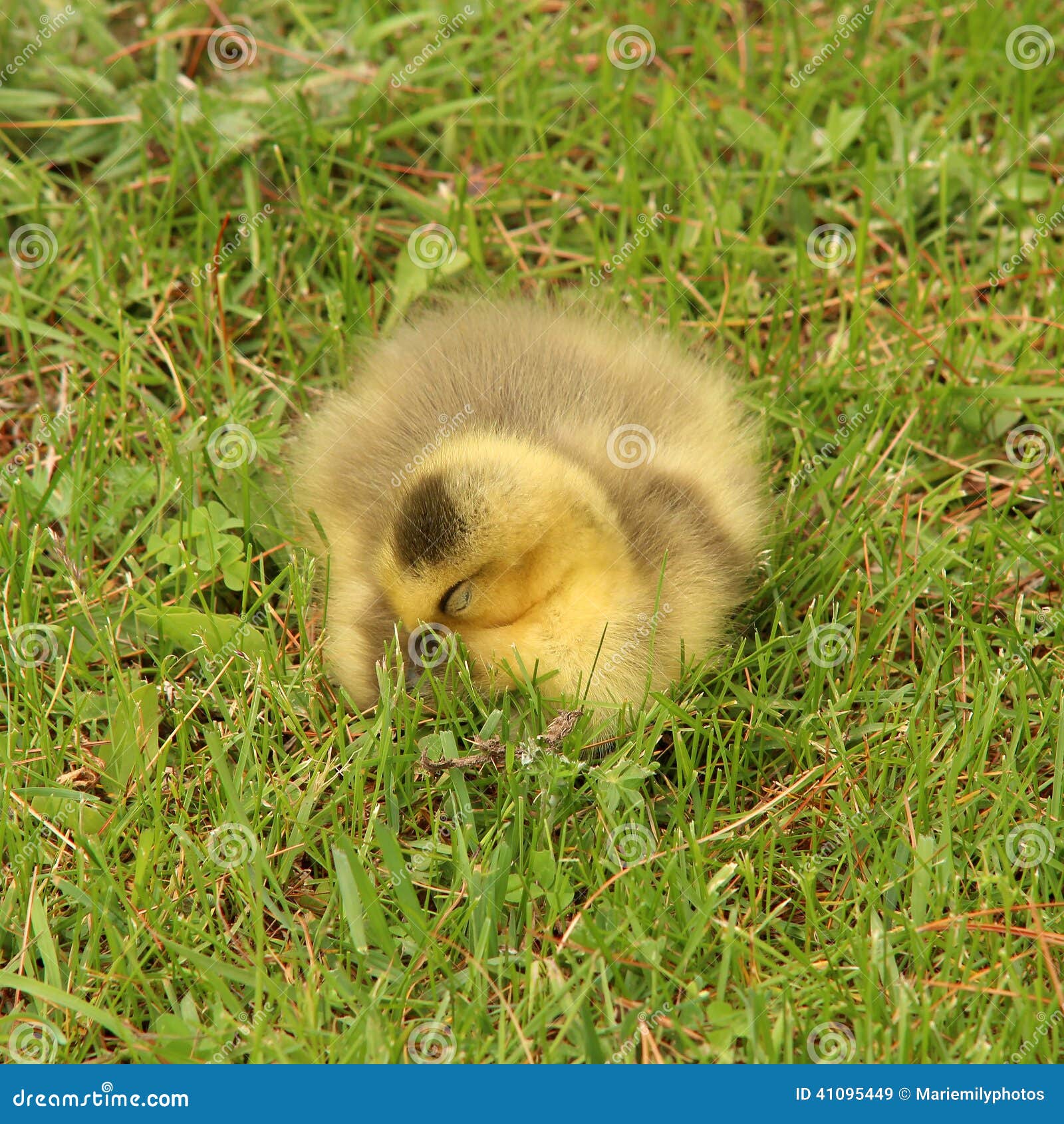 Baby-Kanada-Gans stockbild. Bild von wild, gans, grün - 41095449