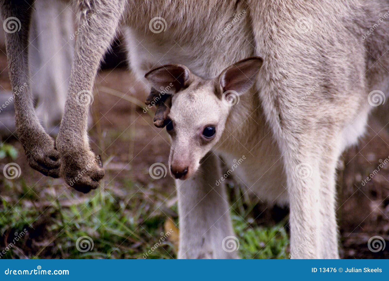 Baby Kangaroo stock photo. Image of pouch, queensland, mammal - 13476