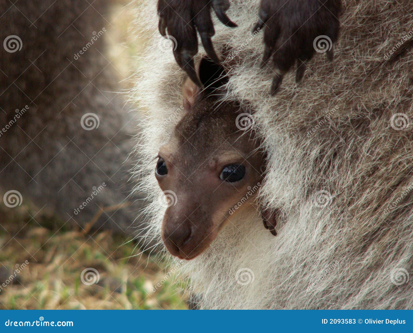 Baby kangaroo stock image. Image of animals, nature, detail - 2093583