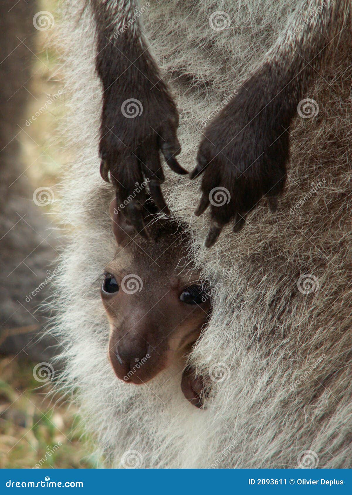 Baby kangaroo stock image. Image of nature, travel, wildlife - 2093611