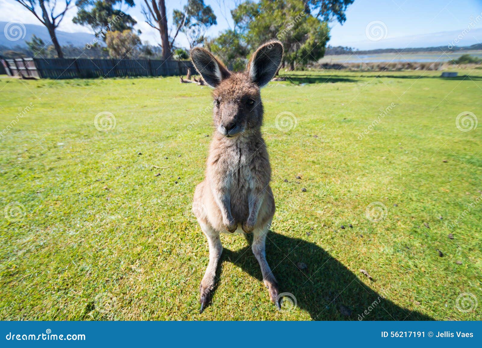 Baby kangaroo stock image. Image of traveling, kangaroo - 56217191