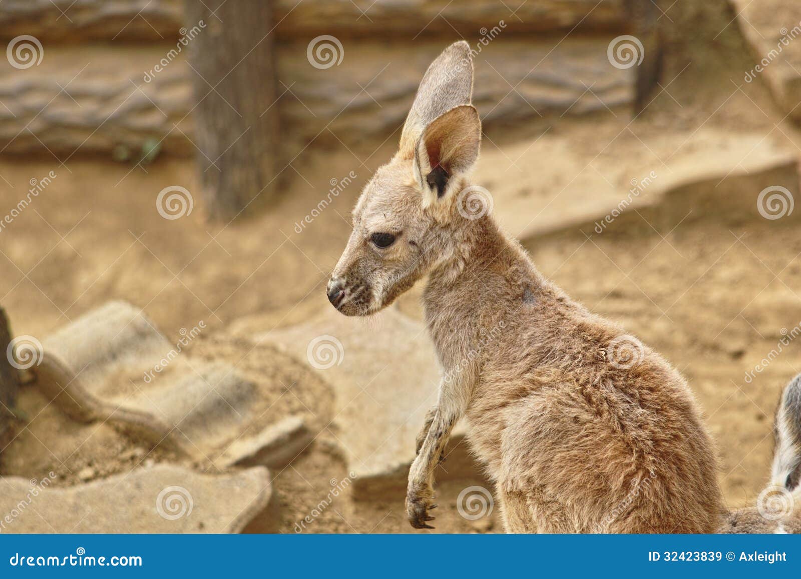 Baby kangaroo stock image. Image of looking, cute, young - 32423839