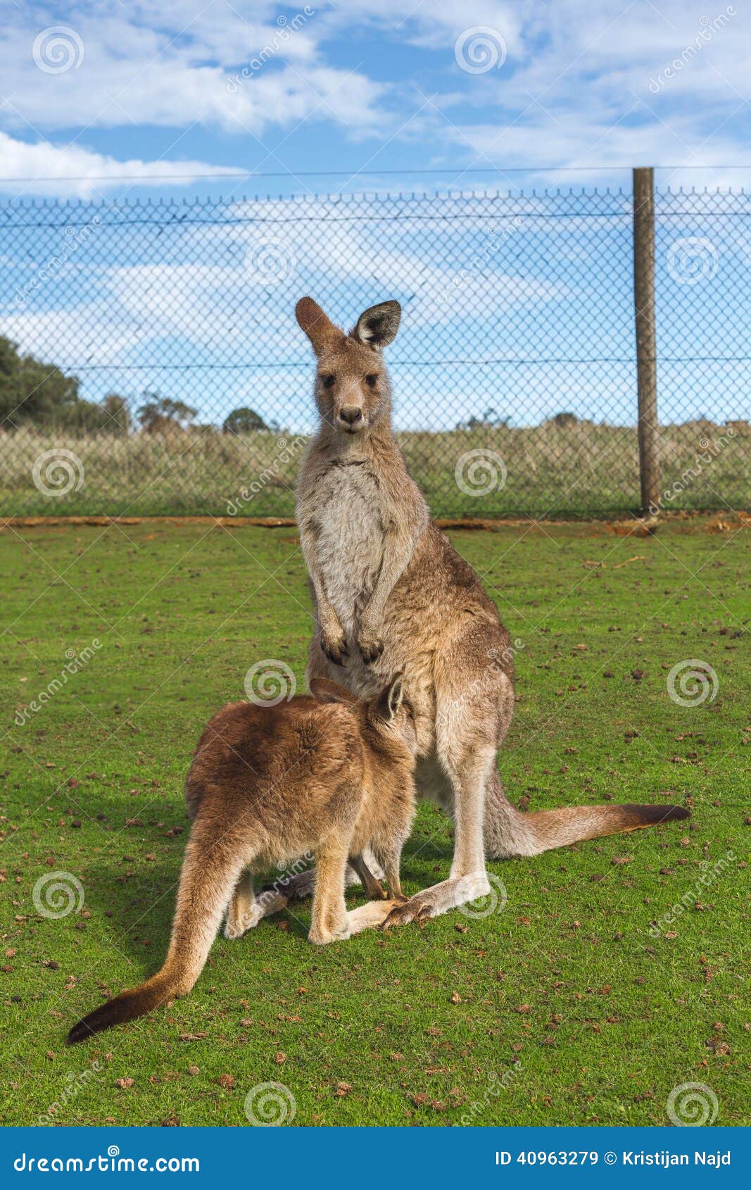 Baby Kangaroo Feeding in the Australian Outback Stock Image - Image of ...