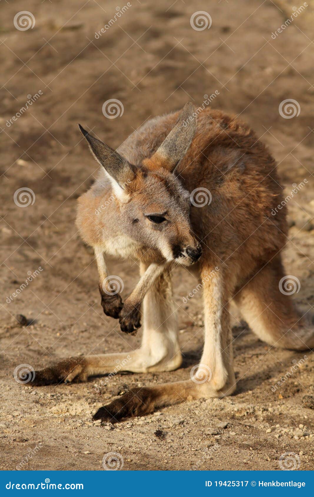 Baby Kangaroo Looking Next To It Stock Image - Image of wildlife ...