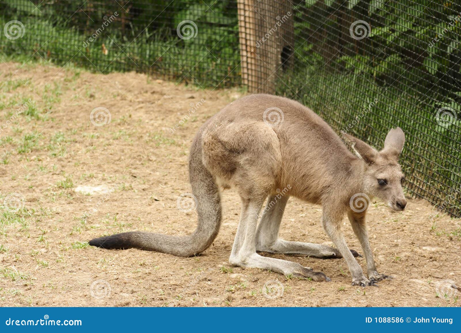 Baby Kangaroo at the Zoo stock photo. Image of tail, pouch - 1088586