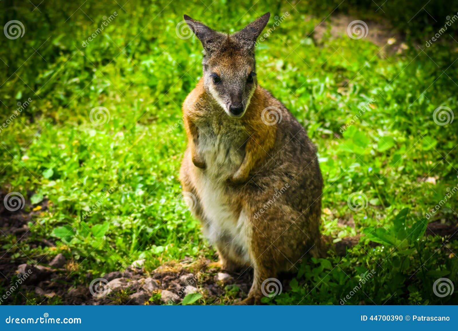 Baby kangaroo stock photo. Image of baby, animal, kangaroo - 44700390