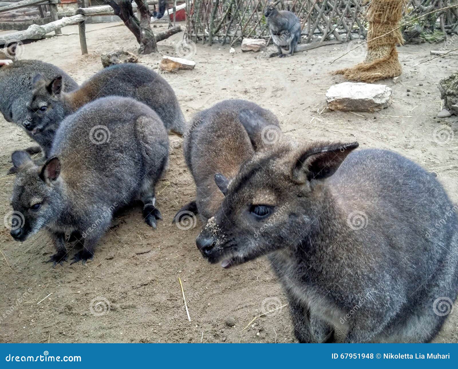 Baby kangaroos stock photo. Image of cute, macropodidae - 67951948