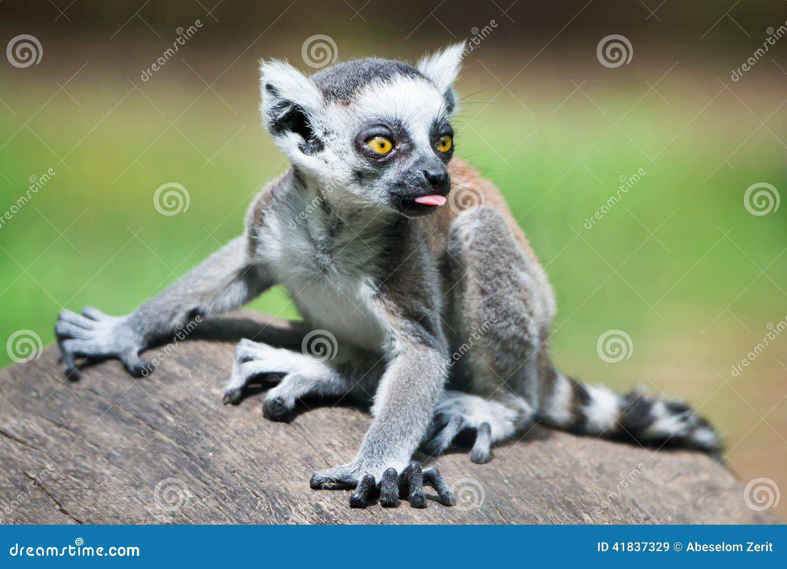 Baby-Katta II stockbild. Bild von vereinigt, maki, tier - 41837329