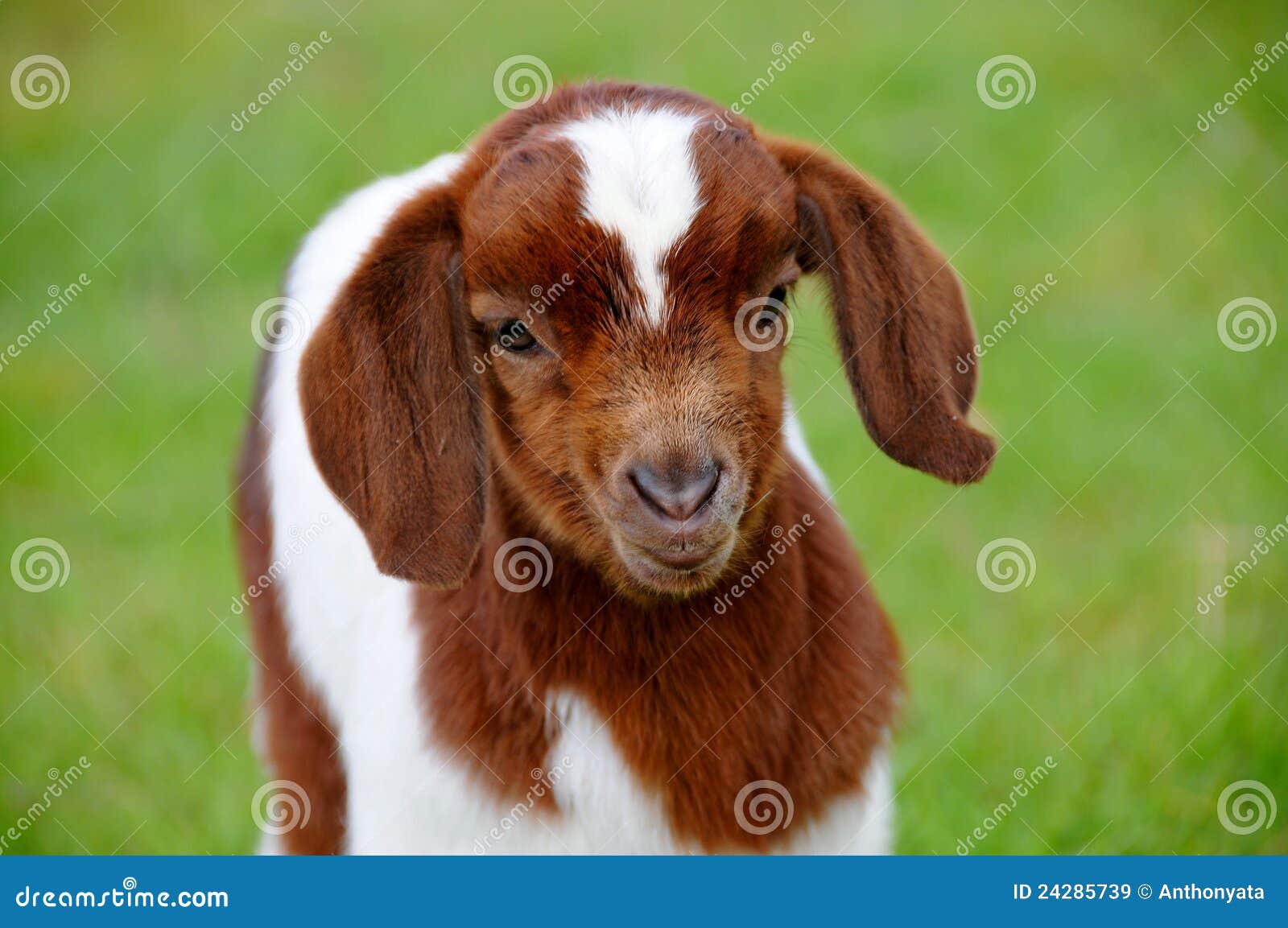 Baby Kid Goat stock image. Image of tint, pattern, color - 24285739